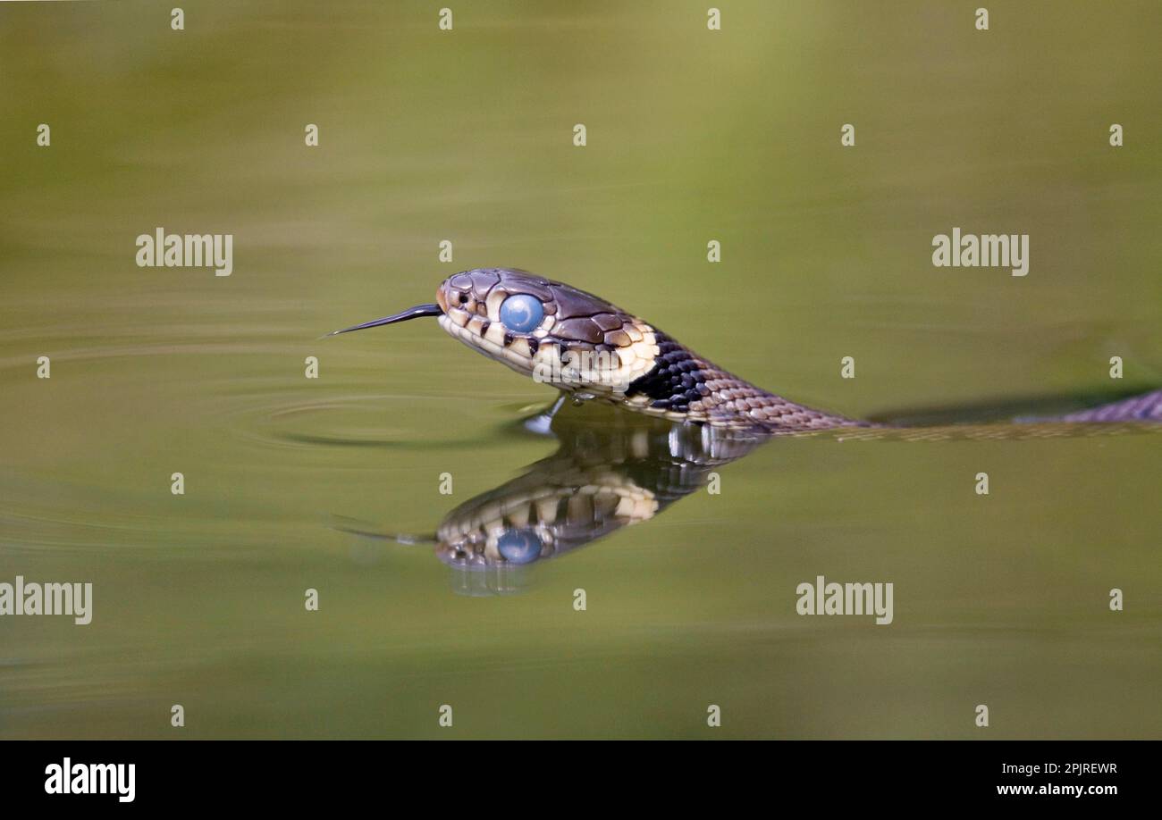 Grass snake (Natrix natrix) adult, with blue eye indicating skin ...