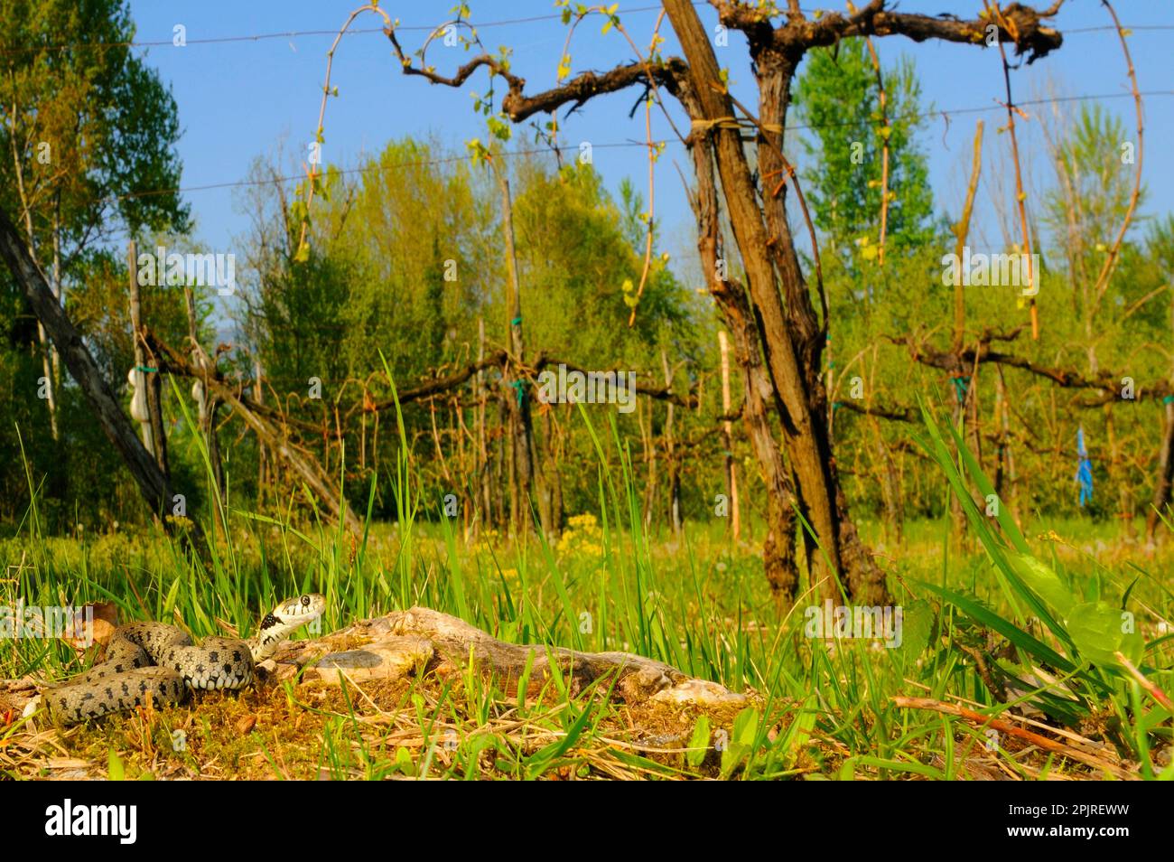 Grass snake, grass snakes (Natrix natrix), Other animals, Reptiles ...