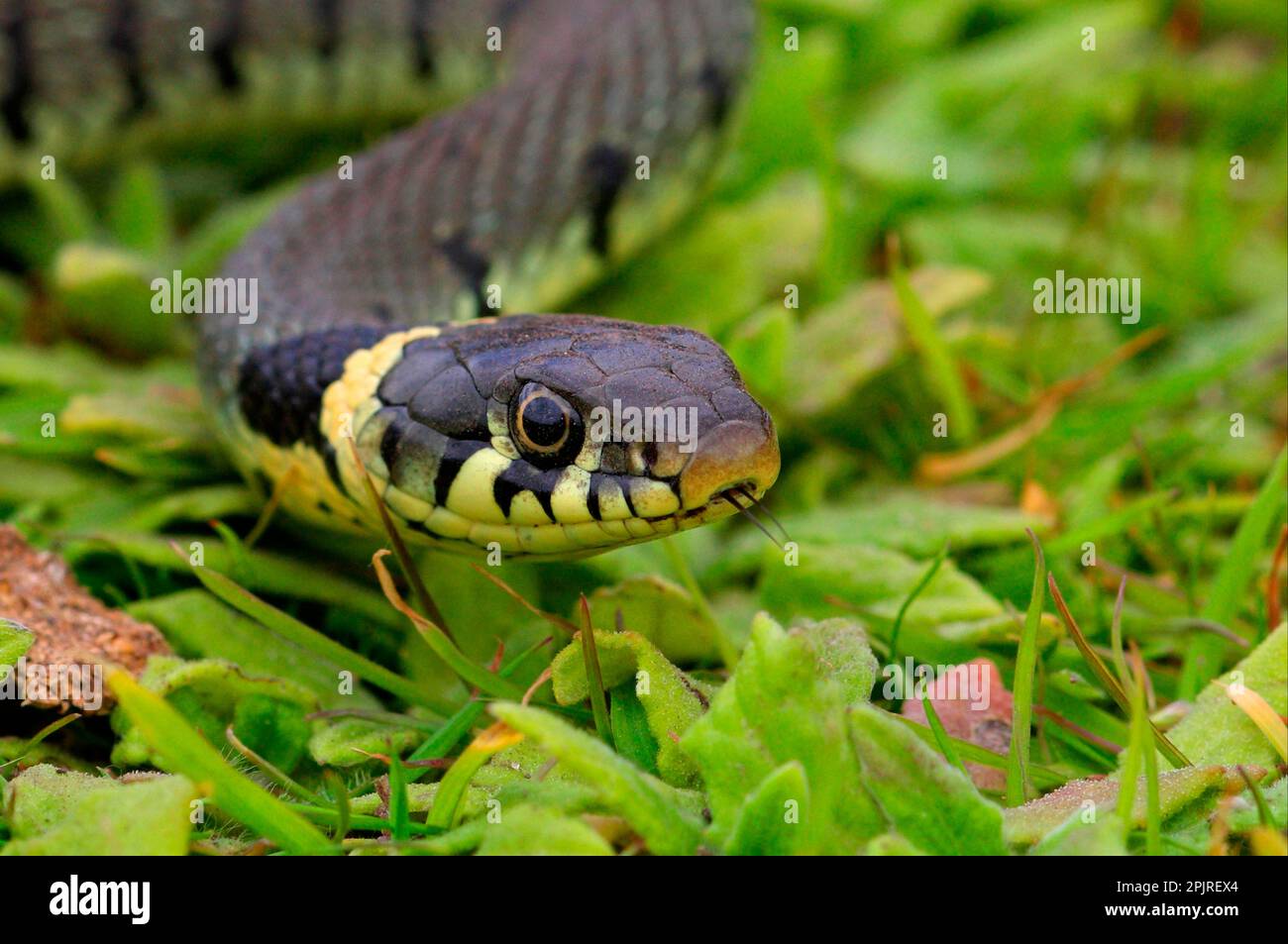 Grass snake, grass snakes (Natrix natrix), Other animals, Reptiles ...