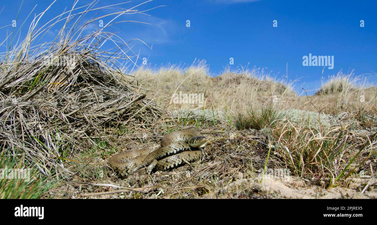 Grass snake, grass snakes (Natrix natrix), Other animals, Reptiles ...