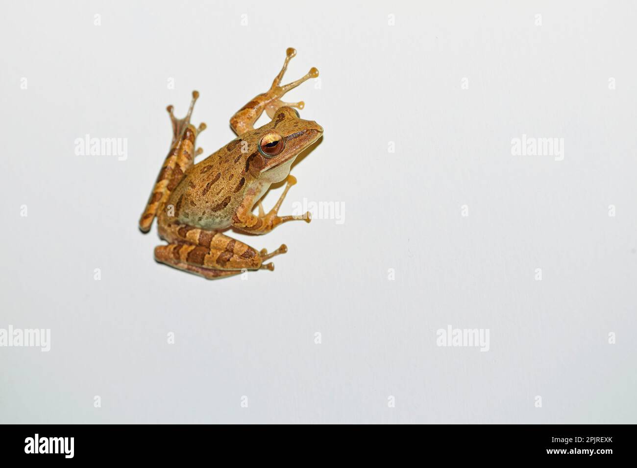 Rhacophorus leucomystax, golden tree frogs (Polypedates leucomystax ...