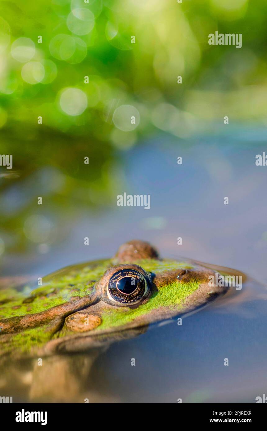 Marsh frog (Pelophylax ridibundus) adult, close-up of head, at the ...