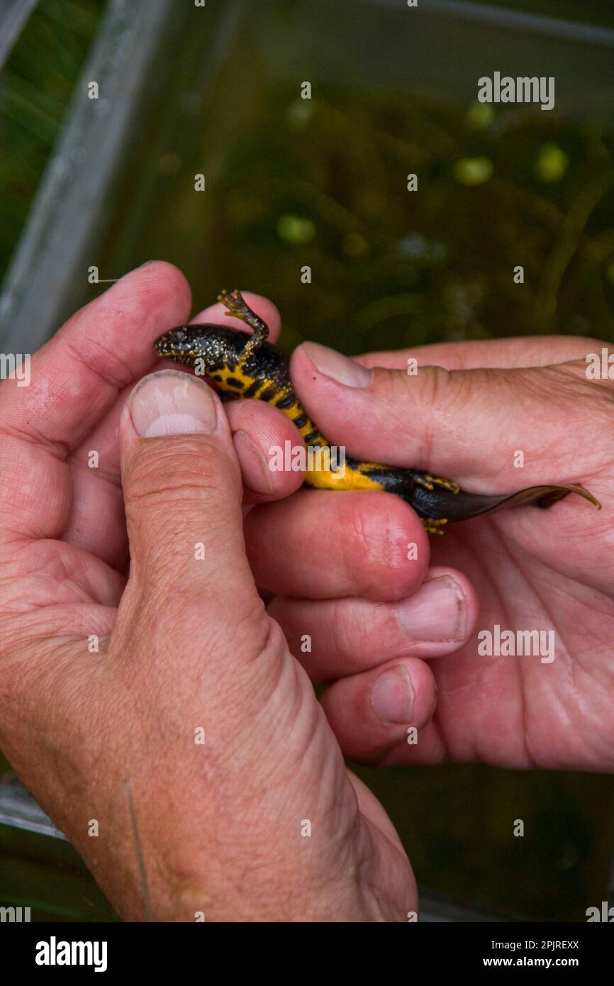Great crested newt, Great crested newt, Great crested newt, Great ...