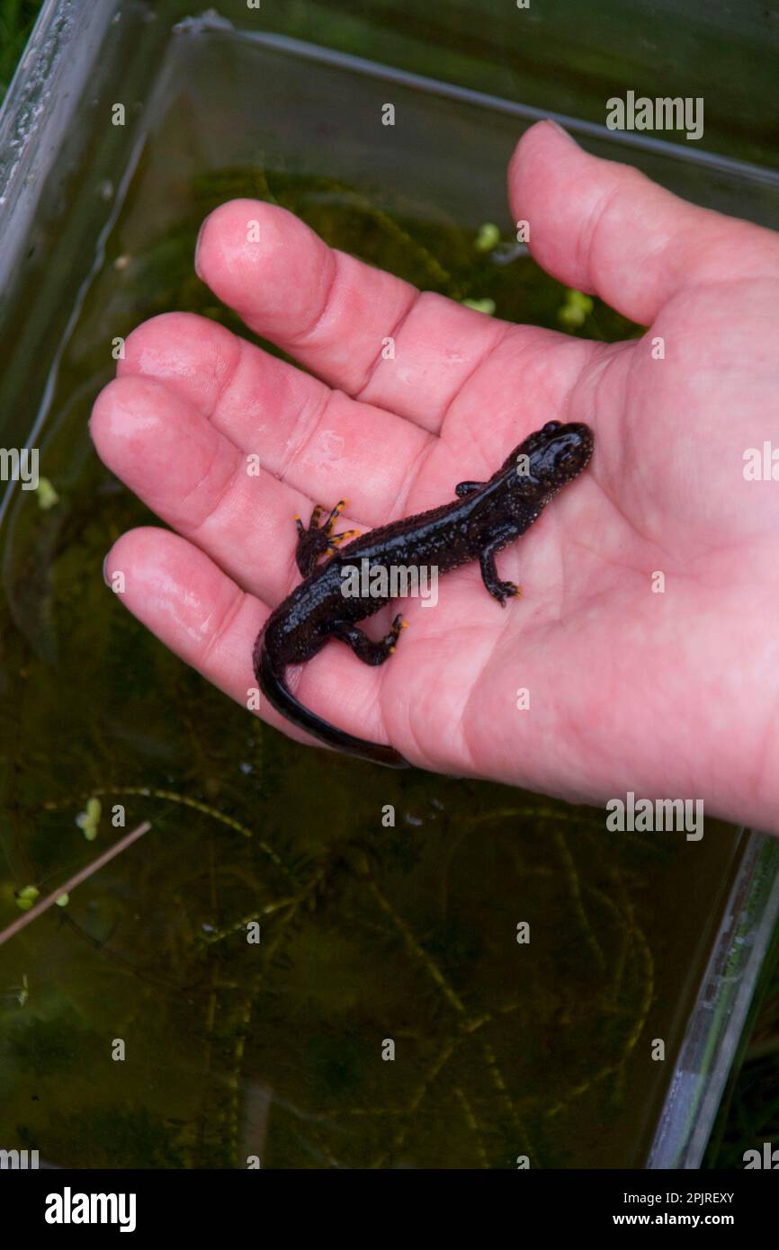 Great crested newt, Great crested newt, Great crested newt, Great ...