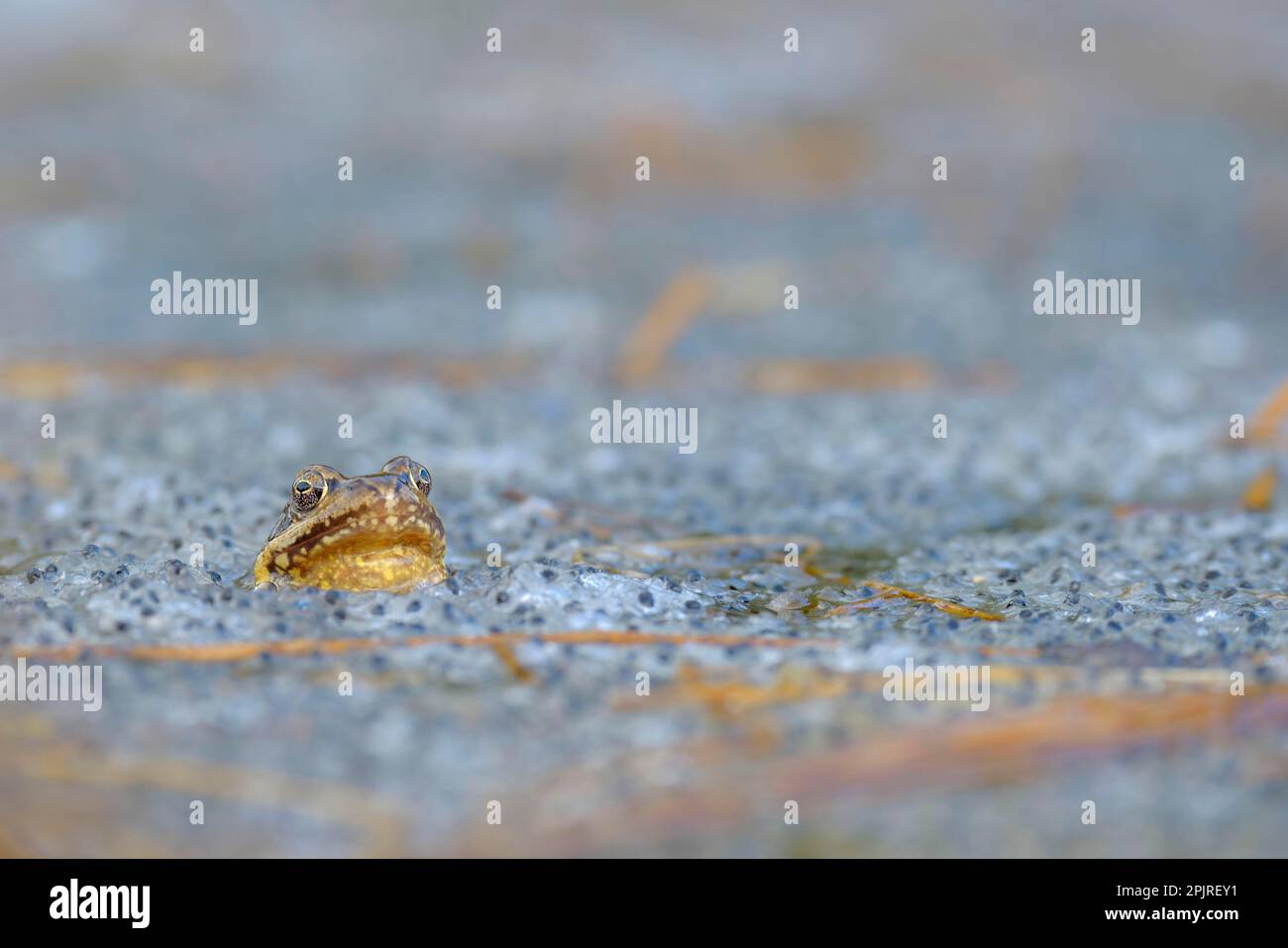 Grass Frog, common frogs (Rana temporaria), Amphibians, Other animals ...