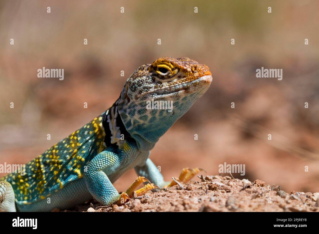 Golden headed collared iguana, Golden headed common collared lizards ...