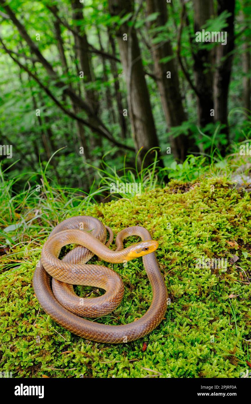 Aesculapian Snake (Zamenis longissimus) adult, coiled on moss in ...
