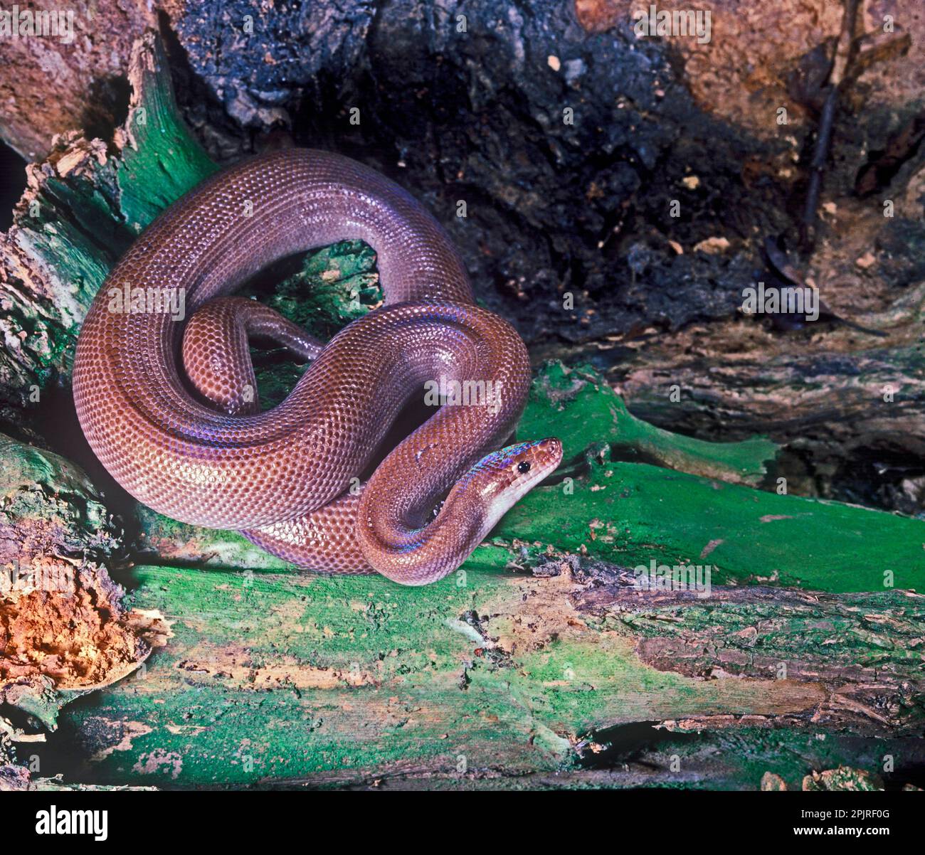 Rainbow Boa, Rainbow Boas, Other animals, Reptiles, Snakes, Animals ...