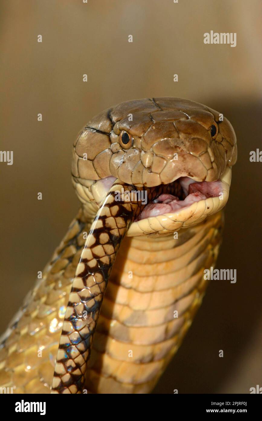 King Cobra (Ophiophagus hannah) adult, close-up of head, feeding on ...
