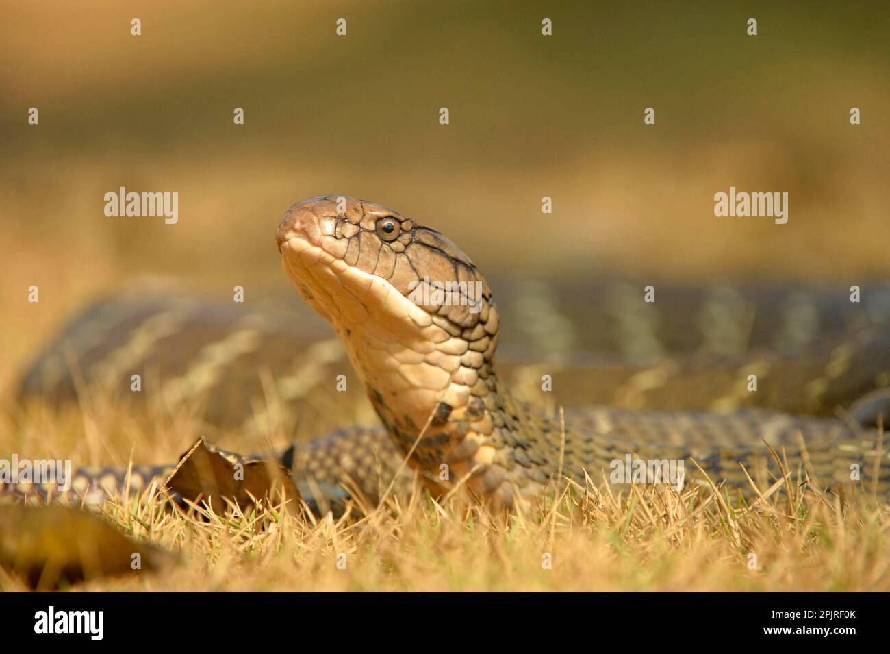 King Cobra (Ophiophagus hannah) adult, with head raised, Bali, Lesser ...