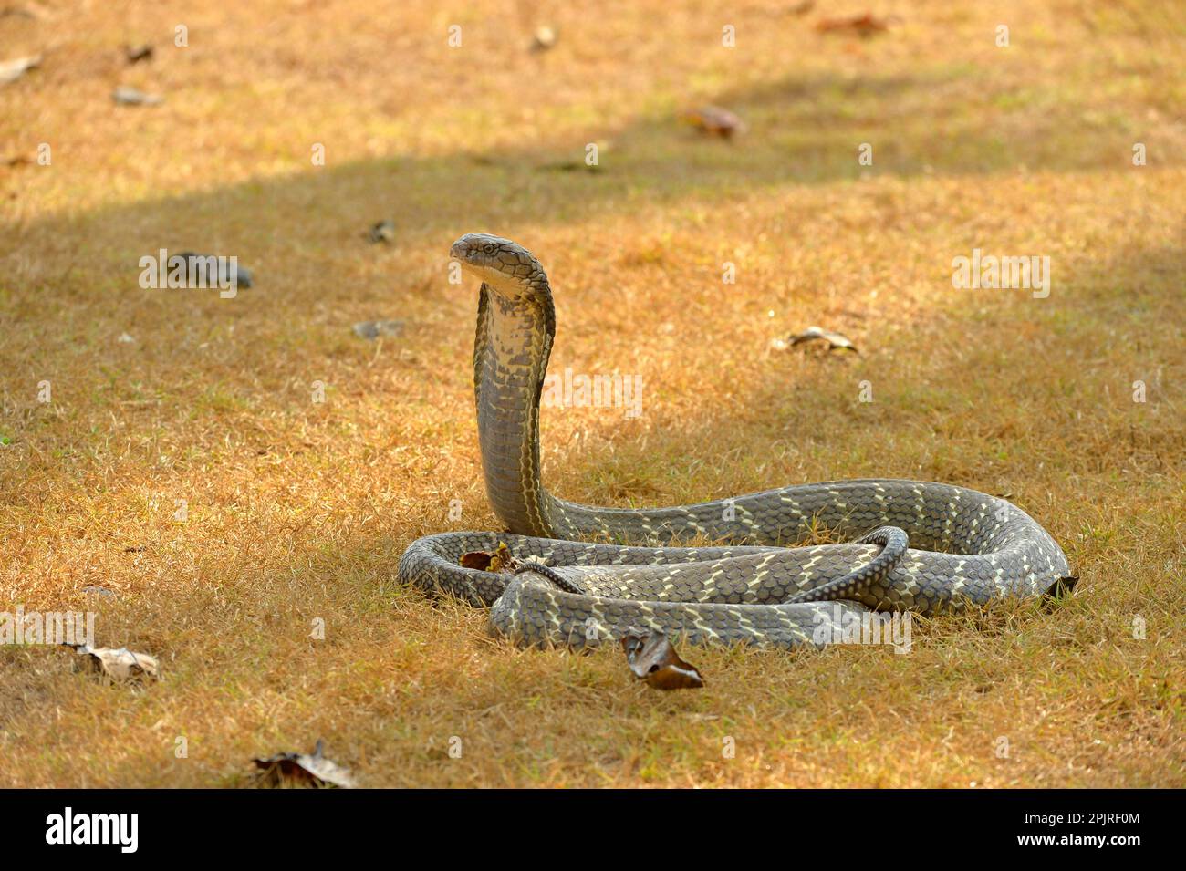 King Cobra (Ophiophagus hannah) adult, rearing up with hood flattened ...