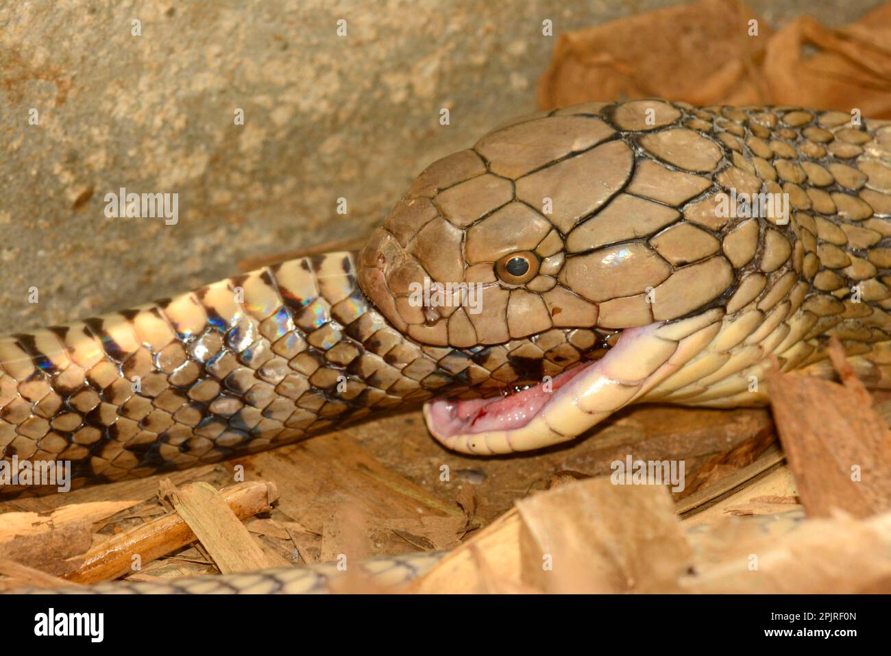 King Cobra (Ophiophagus hannah) adult, close-up of head, feeding on ...