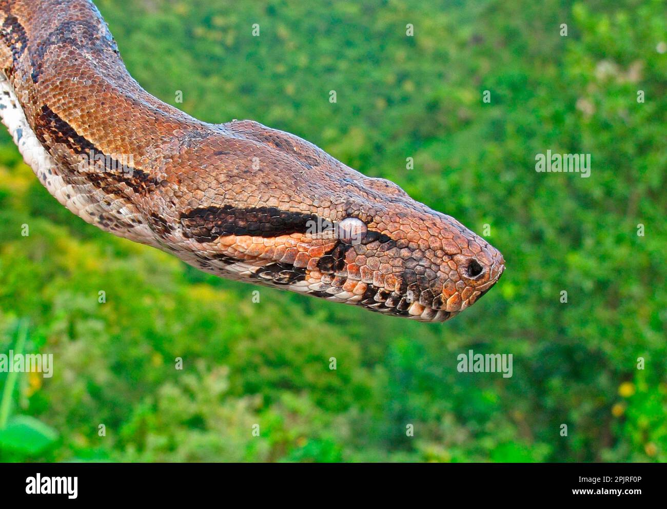 Boa constrictor (Boa constrictor orphias) adult, close-up of head ready ...