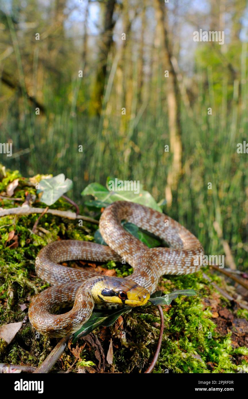 Aesculapian snake, aesculapian snakes (Zamenis longissimus) Other ...