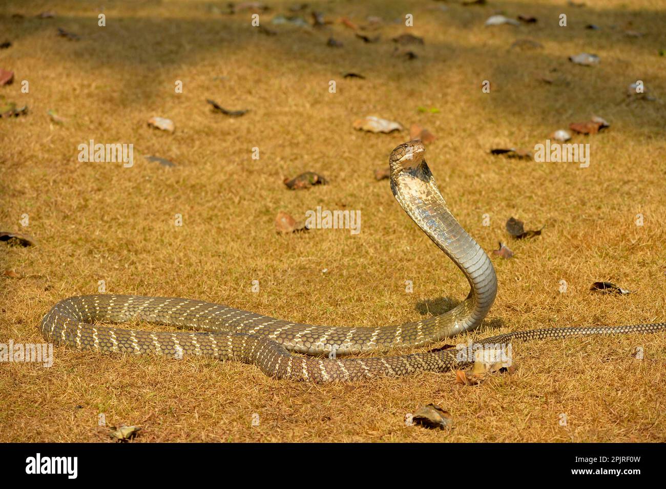 King Cobra (Ophiophagus hannah) adult, rearing up with hood flattened ...