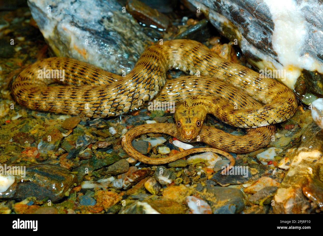 Dice Snake (Natrix tessellata) adult, in shallow water of rocky stream ...