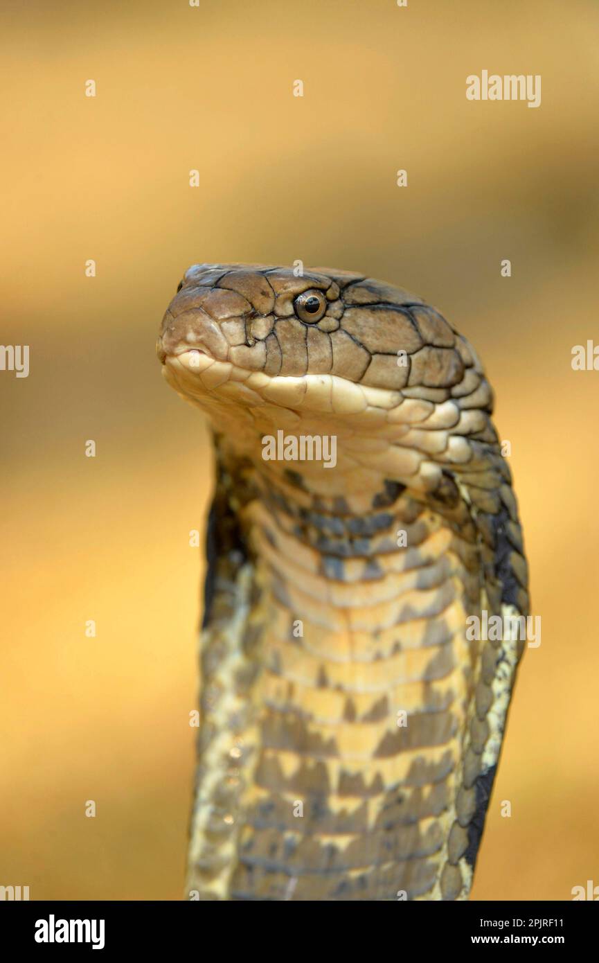 King Cobra (Ophiophagus hannah) adult, close-up of head, rearing up ...
