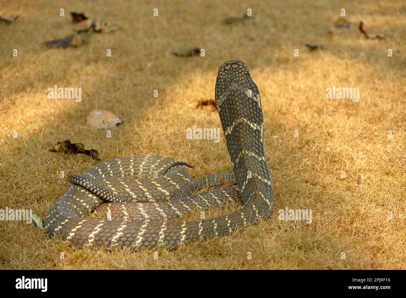 King Cobra (Ophiophagus hannah) adult, rear view, rearing up with hood ...