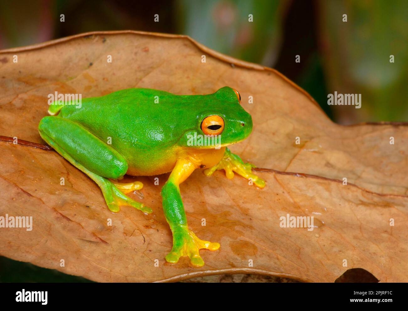 White-lipped tree frog (Litoria infrafrenata) adult, sitting on dry ...
