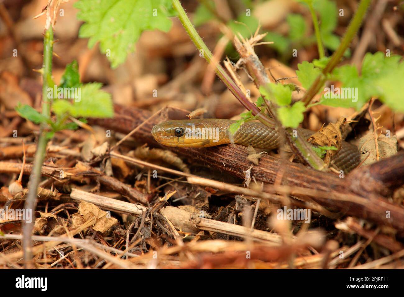 Snake london zoo hi-res stock photography and images - Alamy
