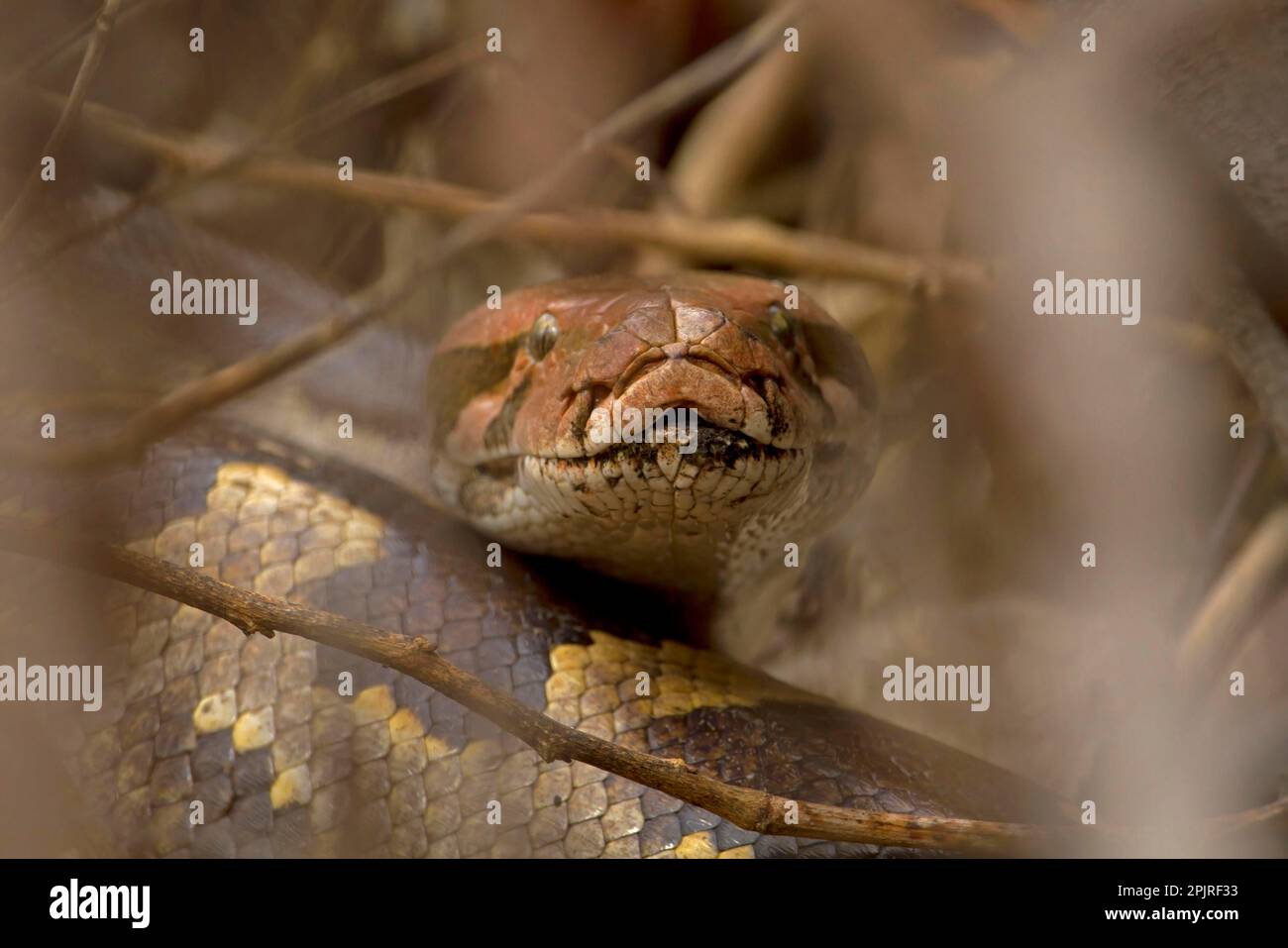 Indian Python (Python molurus) adult, close-up of head, Keoladeo Ghana ...