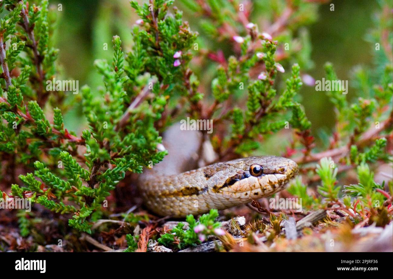 Smooth snake, smooth snakes (Coronella austriaca), Other animals ...