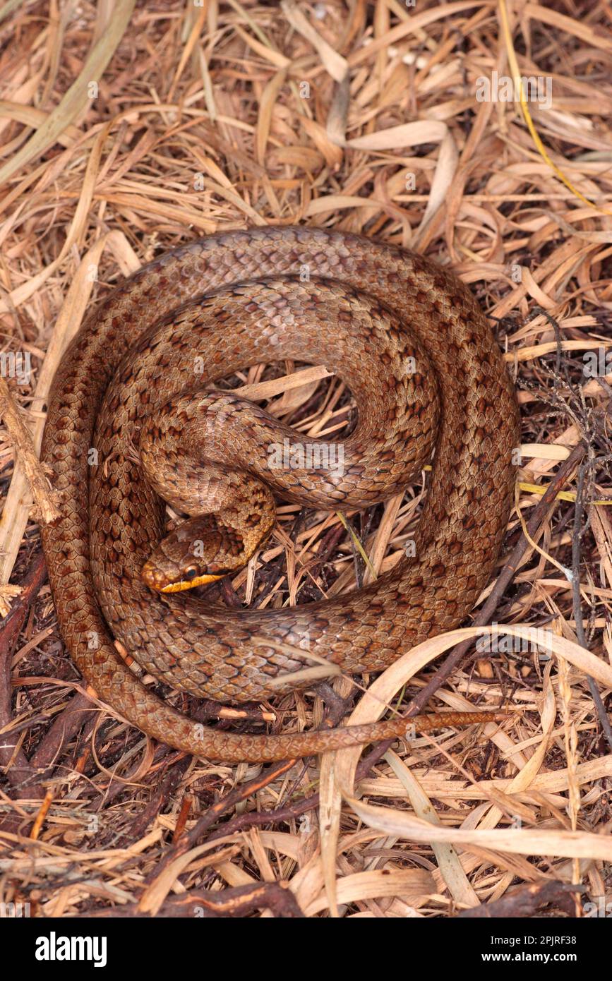 Family of colubrid snakes hi-res stock photography and images - Alamy