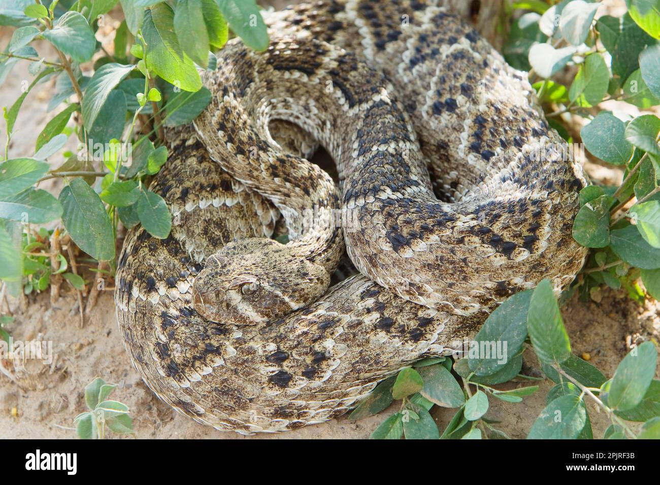 Middle american rattlesnake hi-res stock photography and images - Alamy