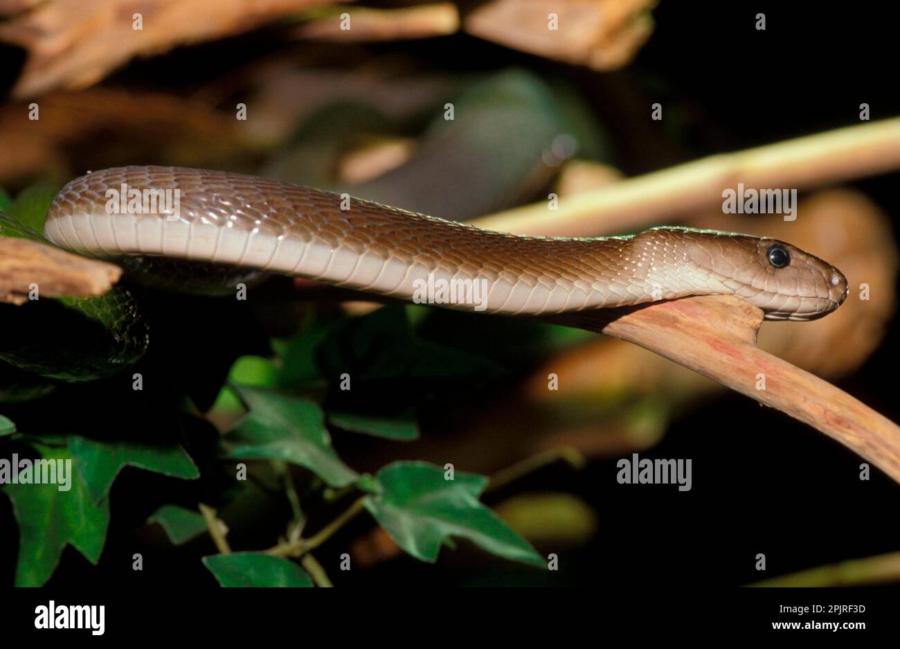 Black Mamba, black mambas (Dendroaspis polylepis), Other animals ...