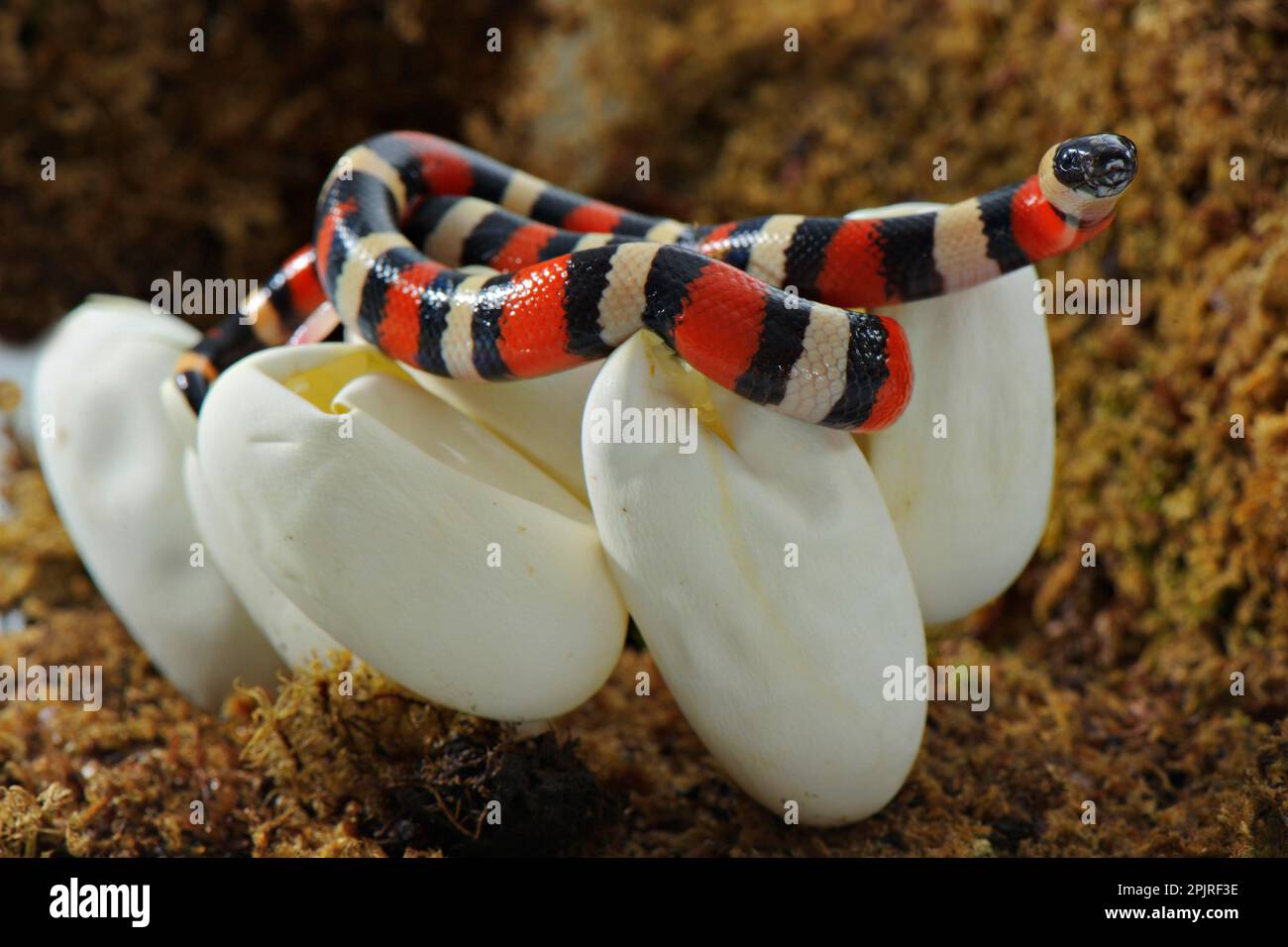 Puebla king snake, Campbell's milk snake, Pueblo king snake, Puebla ...