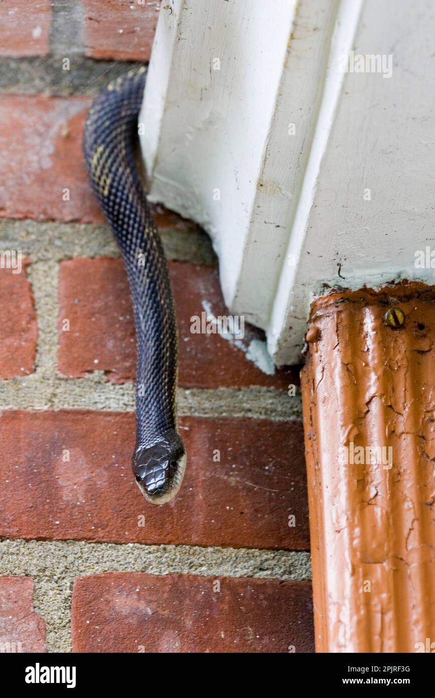 Black Ratsnake (Elaphe obsoleta) adult, decending from house gutter (U ...