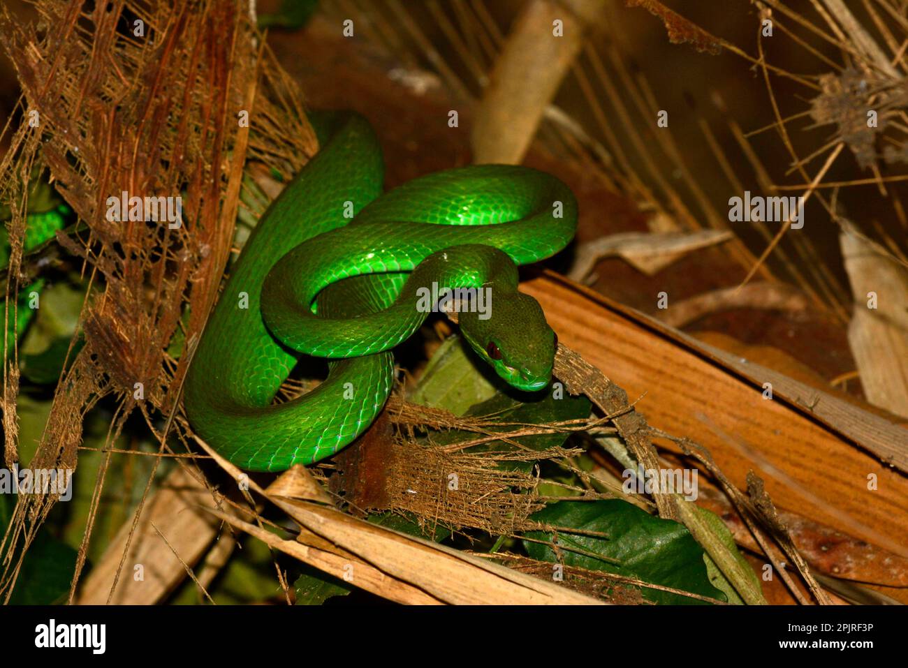 White-lipped Pitviper (Trimeresurus albolabris insularis) adult ...