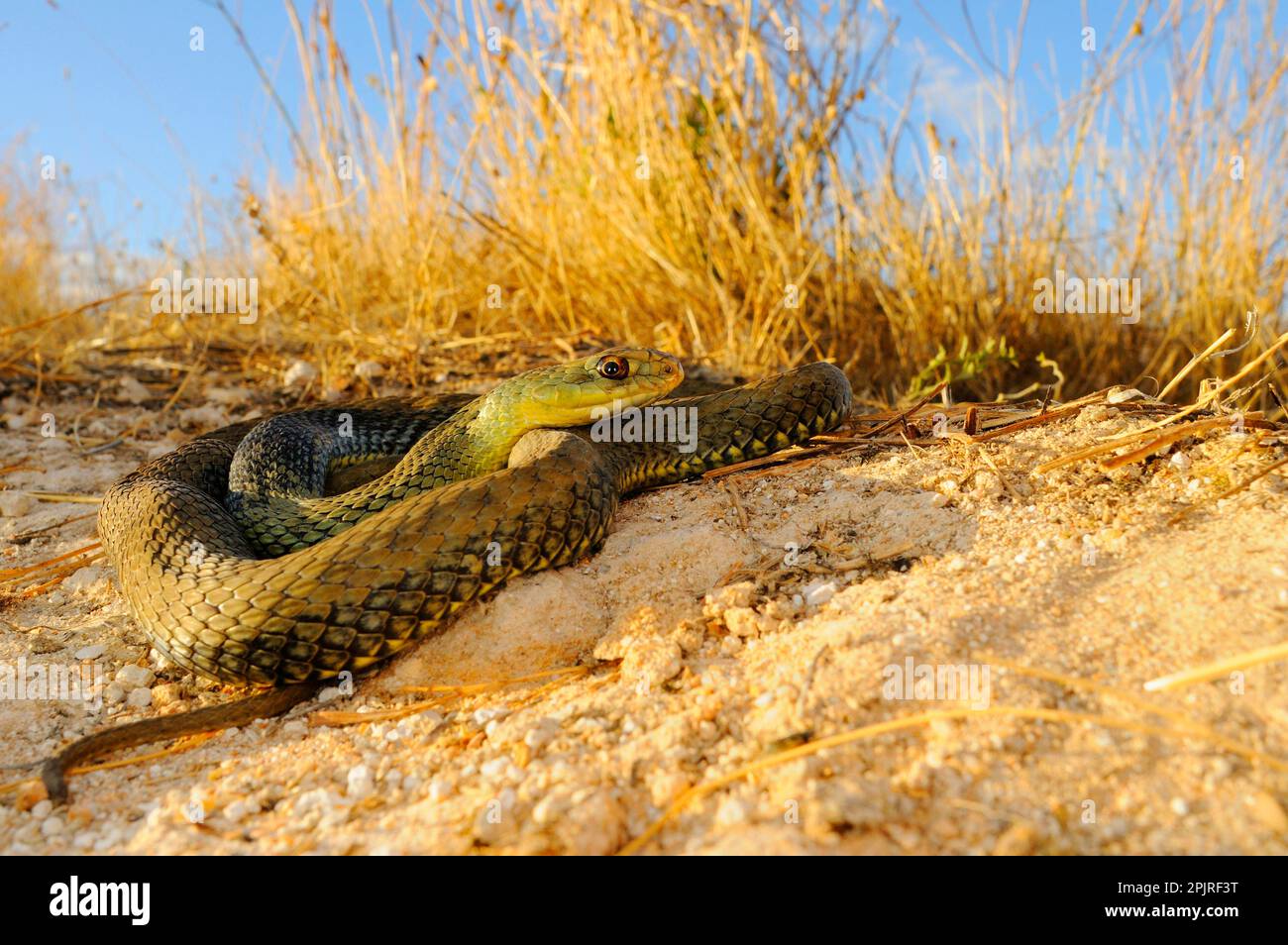 European lizard snake, montpellier snakes (Malpolon monspessulanus ...