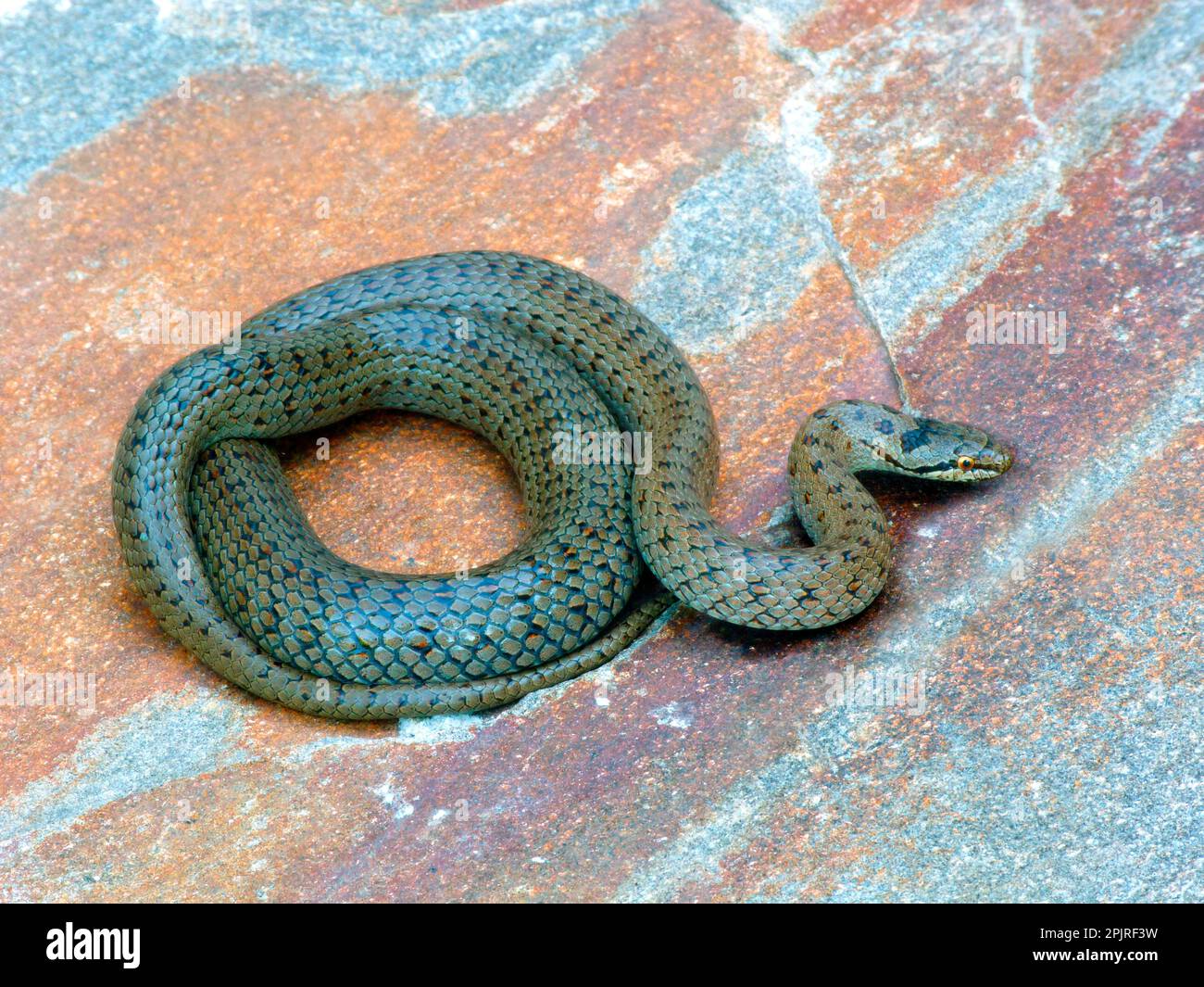 Smooth snake (Coronella austriaca) adult, coiled on stone, Cannobina ...