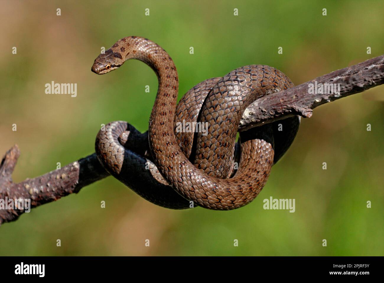 Smooth snake (Coronella austriaca) adult, wrapped around a twig ...