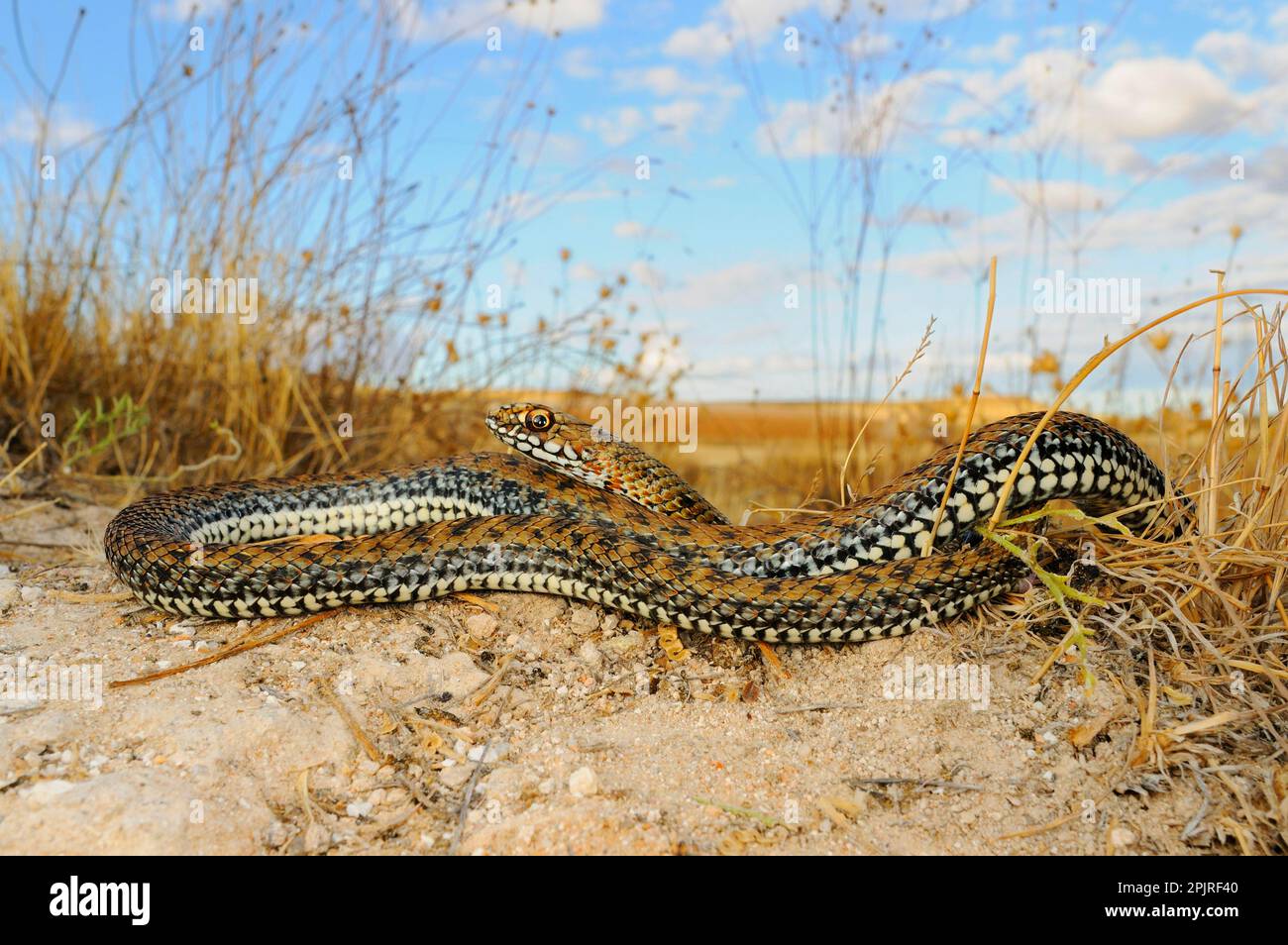 European lizard snake, montpellier snakes (Malpolon monspessulanus ...