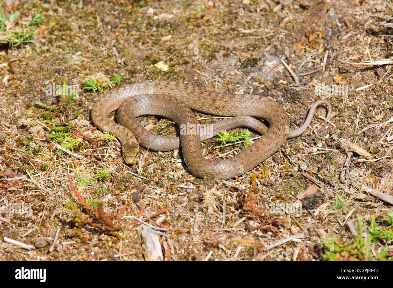 Smooth snake, smooth snakes (Coronella austriaca), Other animals ...