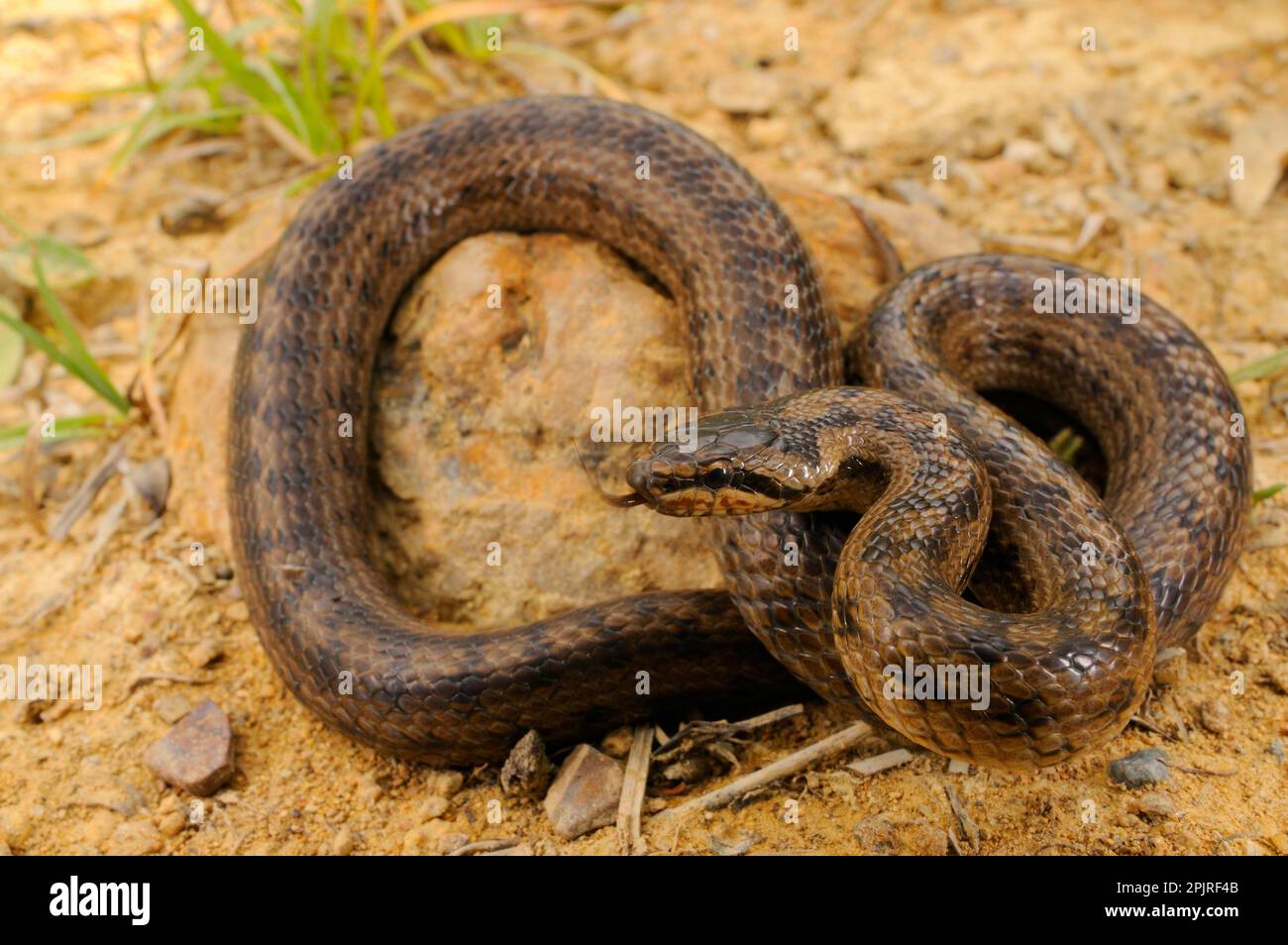 Smooth snake, smooth snakes (Coronella austriaca), Other animals ...