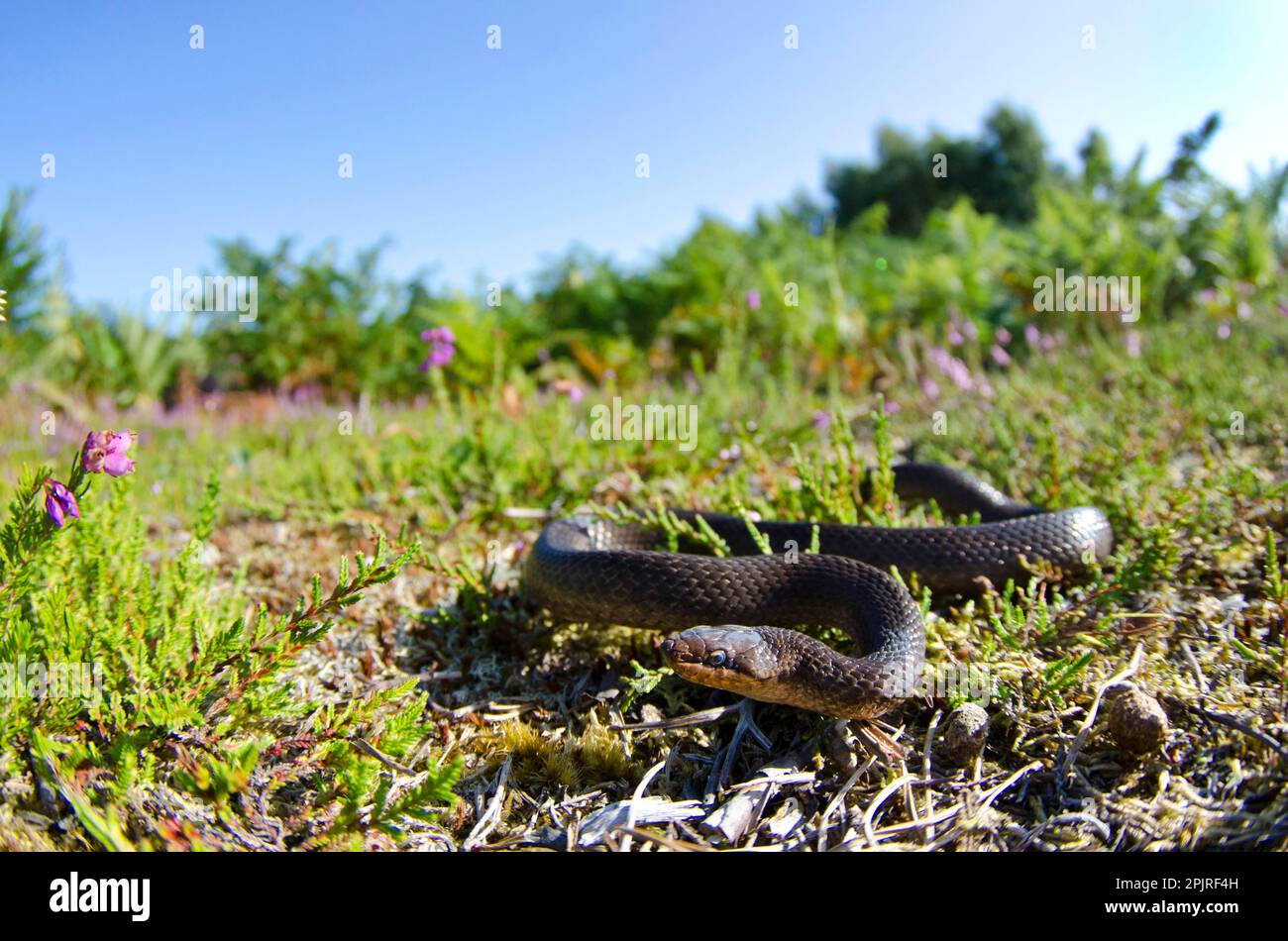 Smooth Snake, smooth snakes (Coronella austriaca), Other animals ...