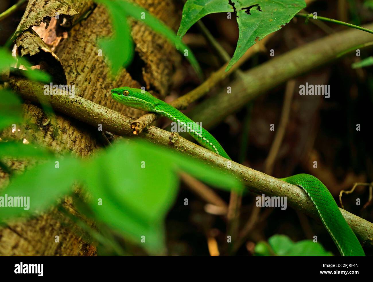 White-lipped island pit vipers (Cryptelytrops albolabris), White-lipped ...
