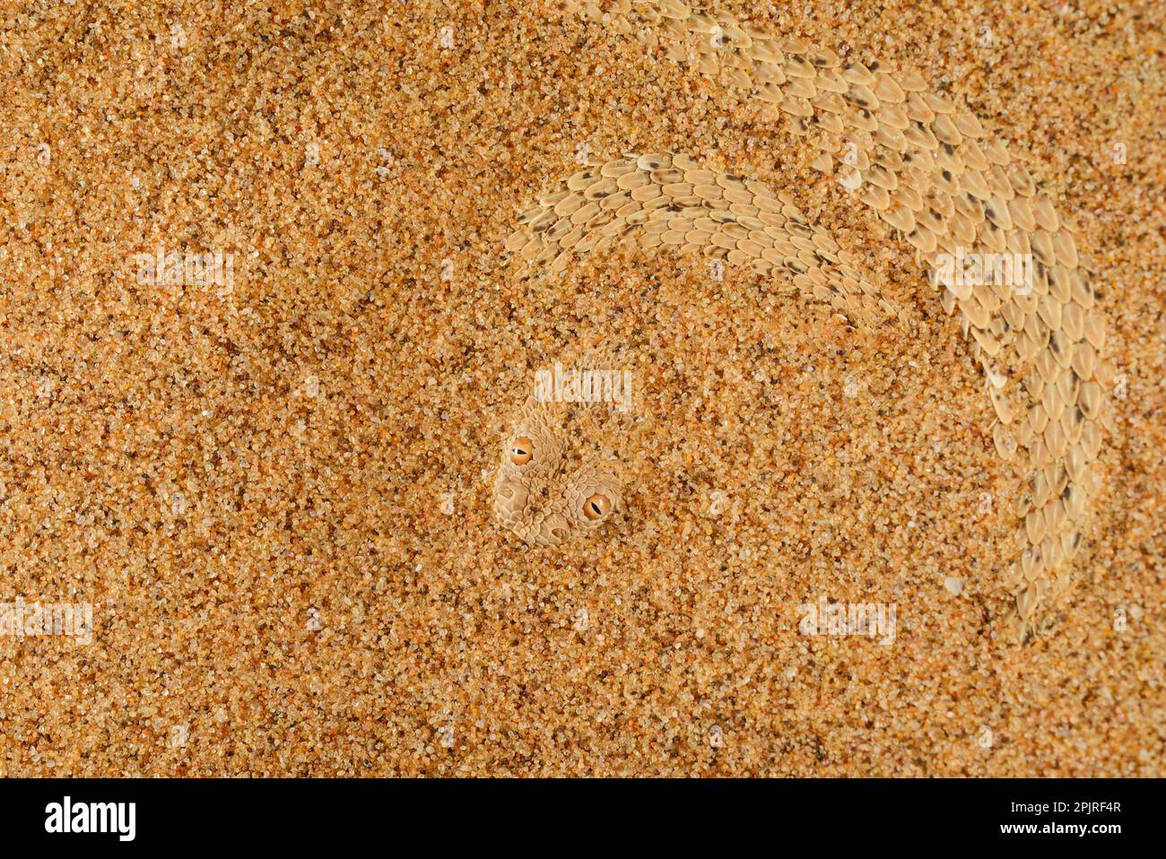 Peringuey's Adder adult, buried under sand in desert, Namib Desert ...