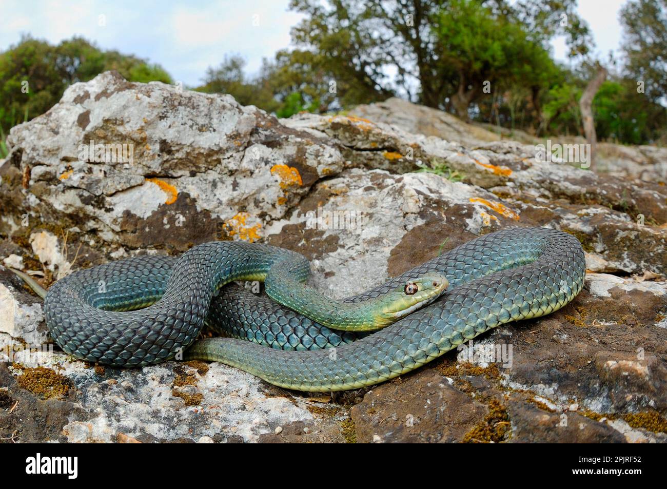 European lizard snake, montpellier snakes (Malpolon monspessulanus ...