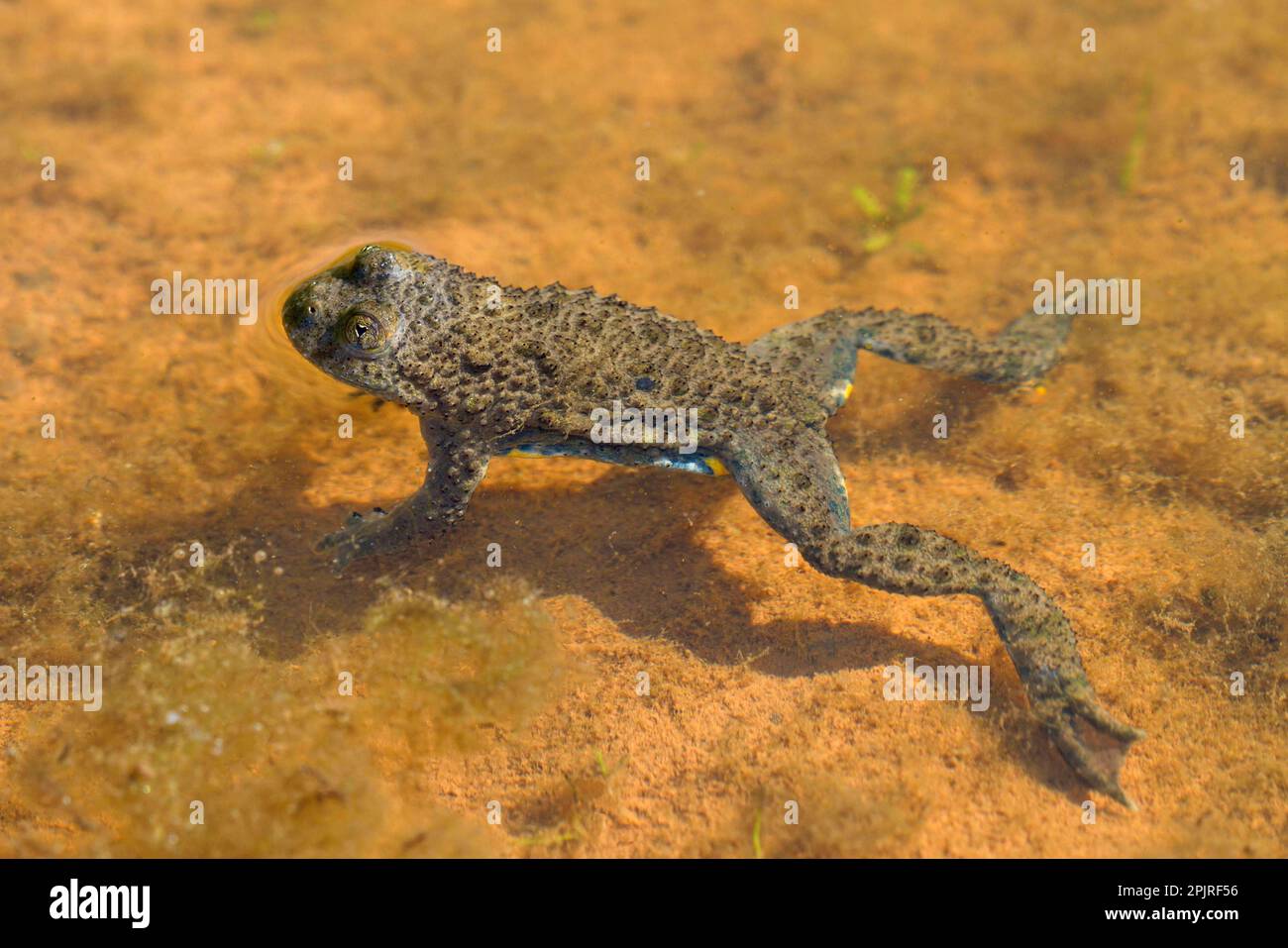 Yellow-bellied toad, yellow-bellied toads (Bombina variegata), Toad, Toads, Amphibians, Other ...
