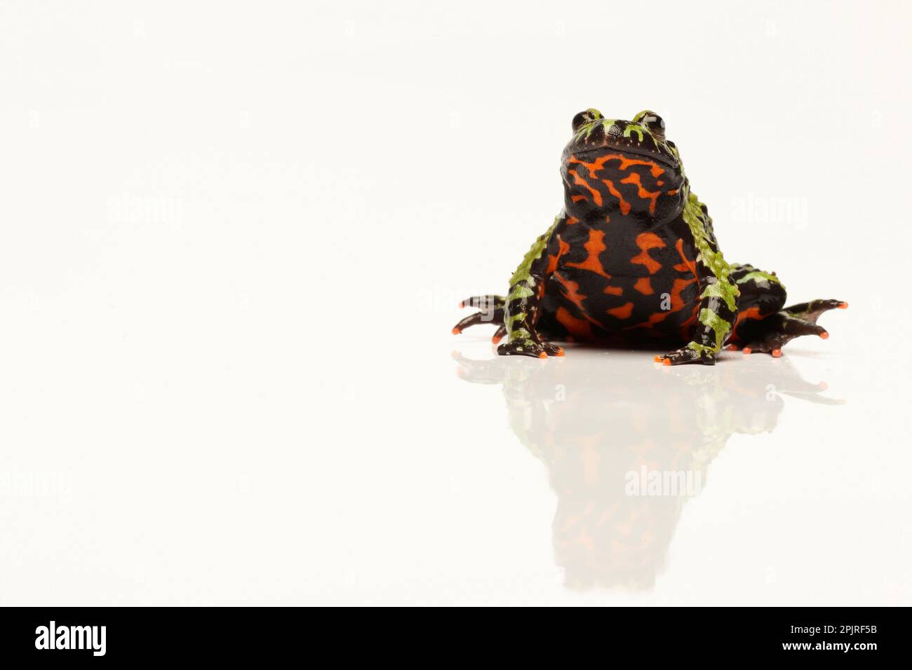 Chinese Fire-bellied Toad, oriental fire-bellied toad (Bombina ...
