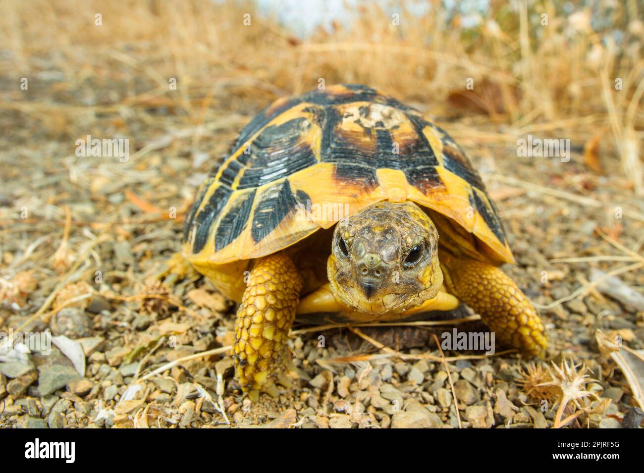 Greek tortoise, hermann's tortoises (Testudo hermanni), Other animals ...