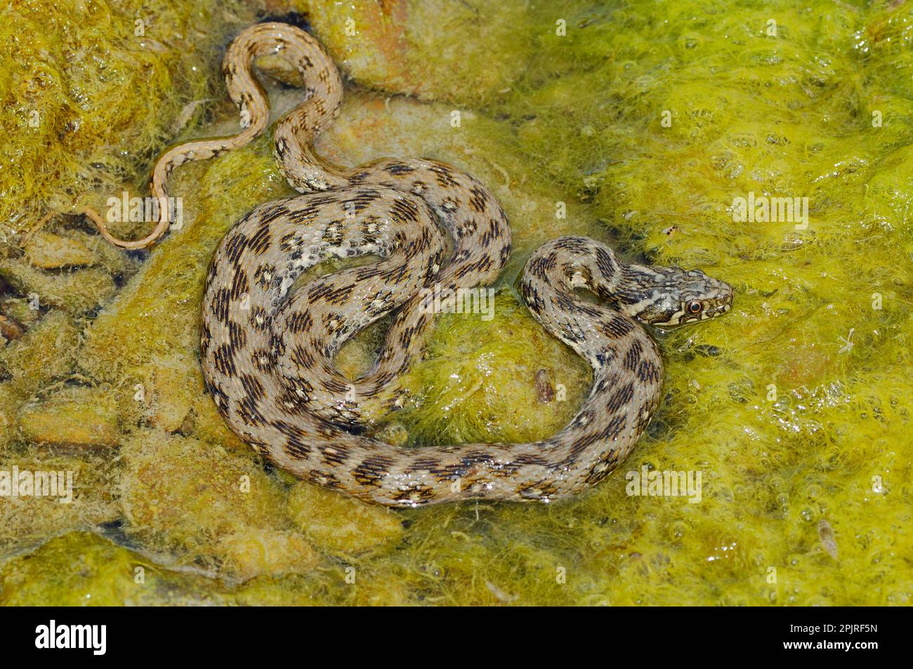 Viperine Snake (Natrix maura) adult, amongst algae in water, Italy ...