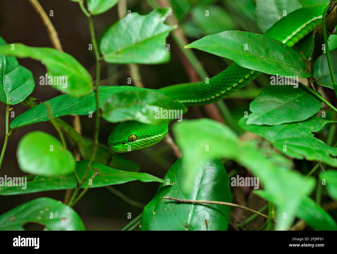 White-lipped island pit vipers (Cryptelytrops albolabris), White-lipped ...