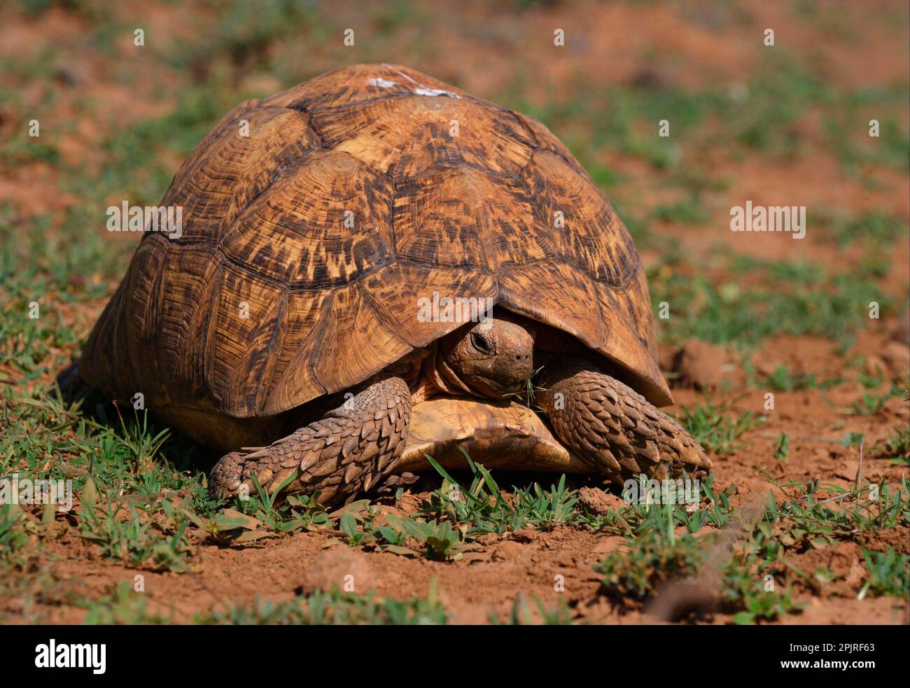 Leopard tortoise (Geochelone pardalis) adult, grazing, on dry ground ...