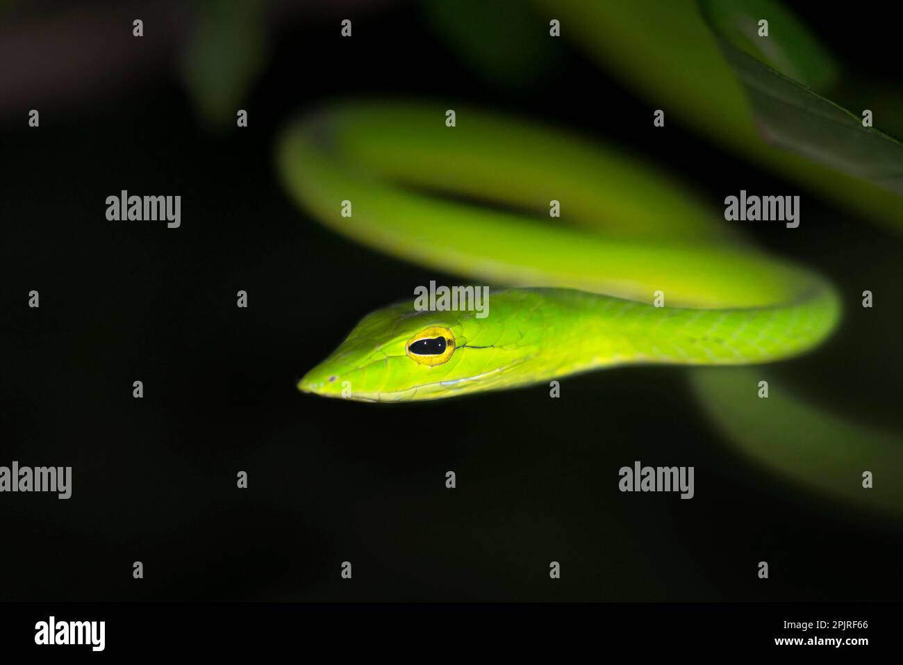 Green whip snake, Green tree sniffer, Green whip snakes, Green tree ...
