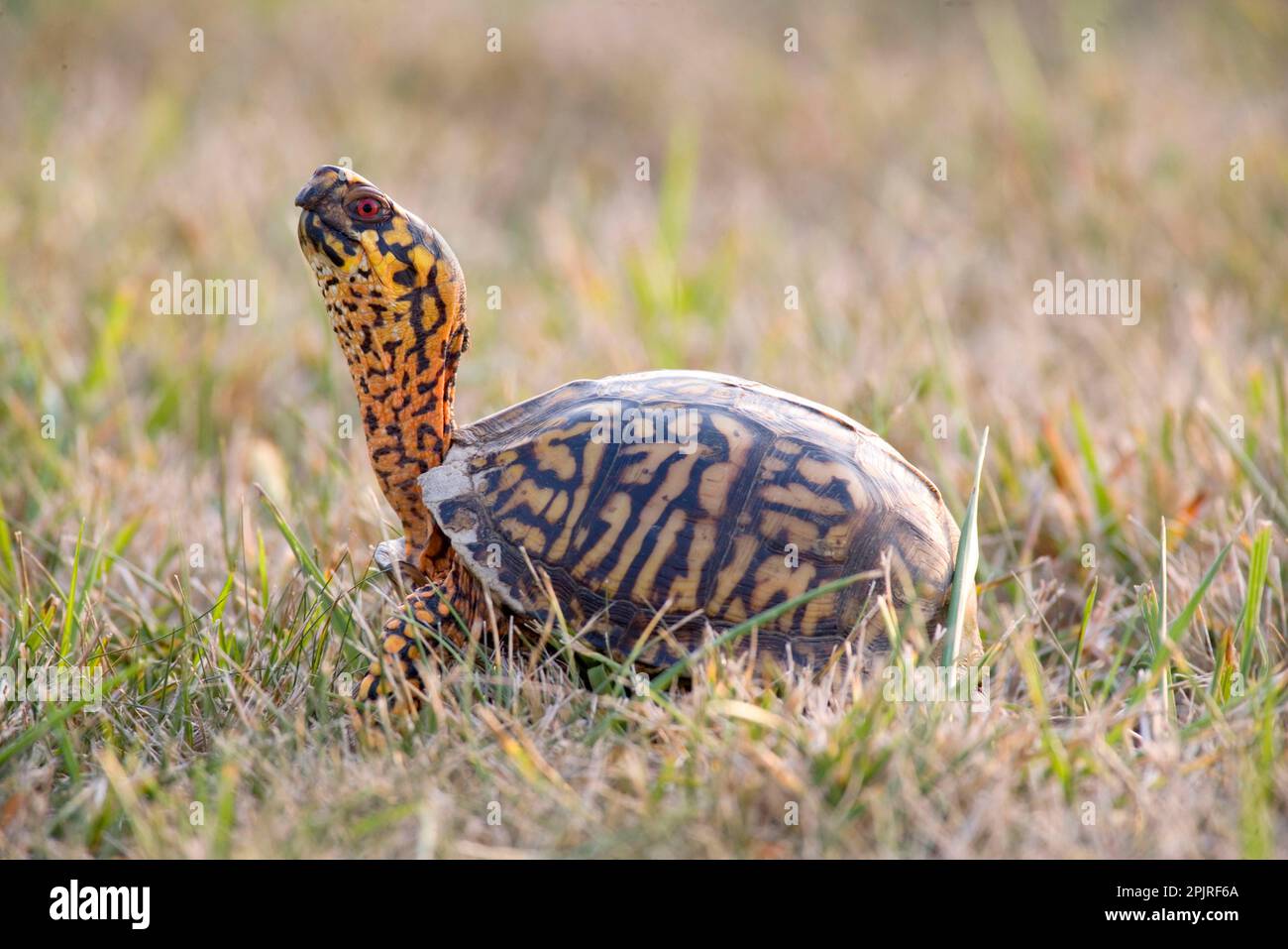 Eastern Box Turtle (Terrapene carolina carolina) adult, with neck ...